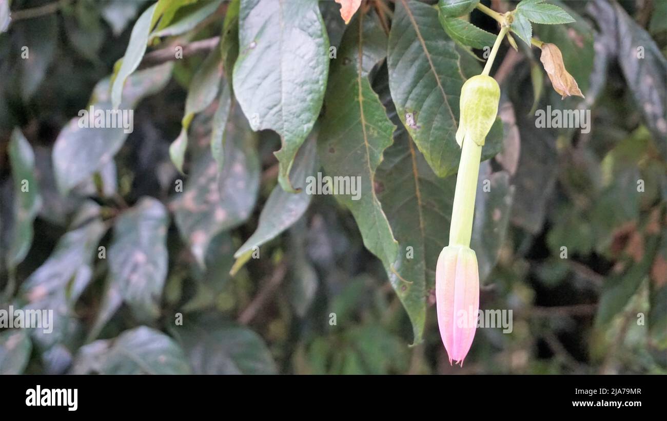 Beautiful flowers of Passiflora tripartita also known as banana ...