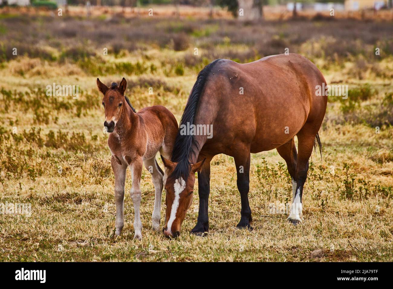 Momma Horse Hi Res Stock Photography And Images Alamy