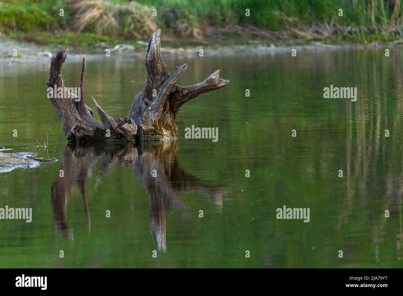 old snag in the forest lake Stock Photo - Alamy