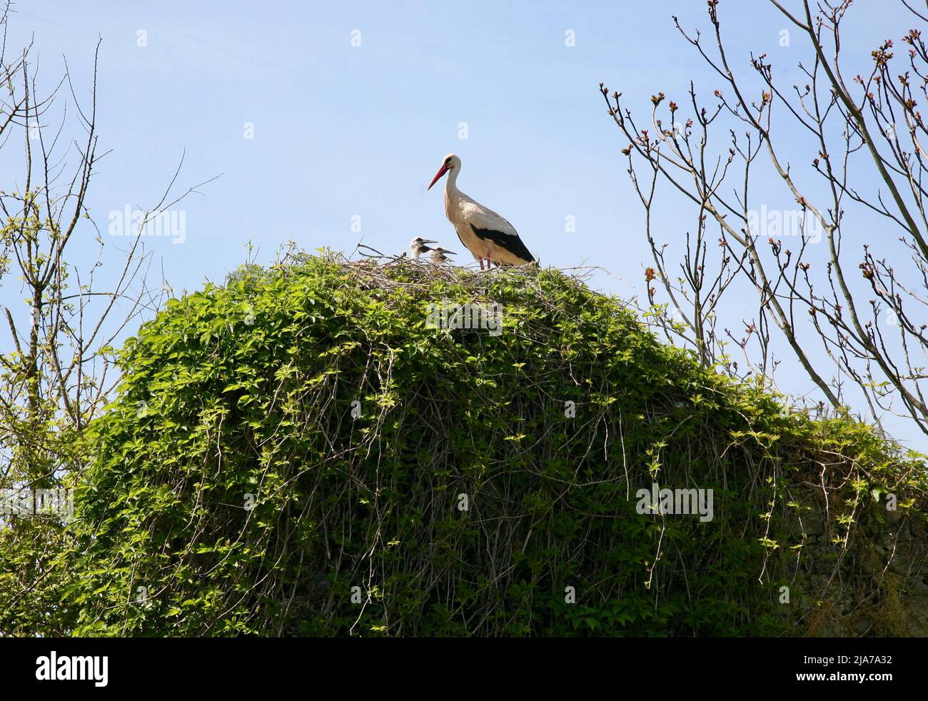 Adult stork with chicks Stock Photo - Alamy