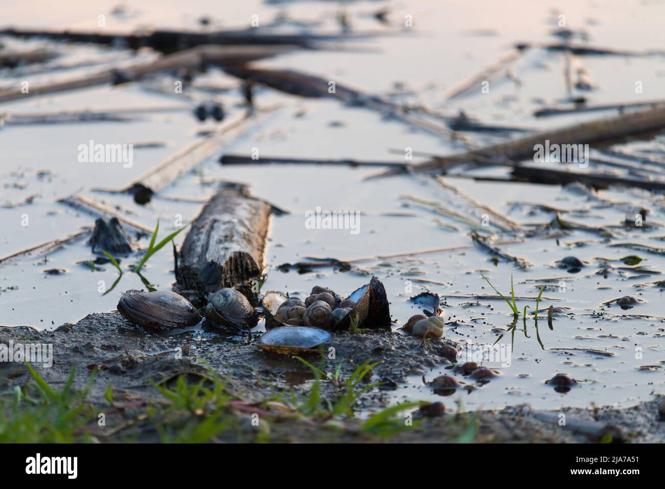Sea shells of mollusks on a stone on the bank of a river. Shell clams ...