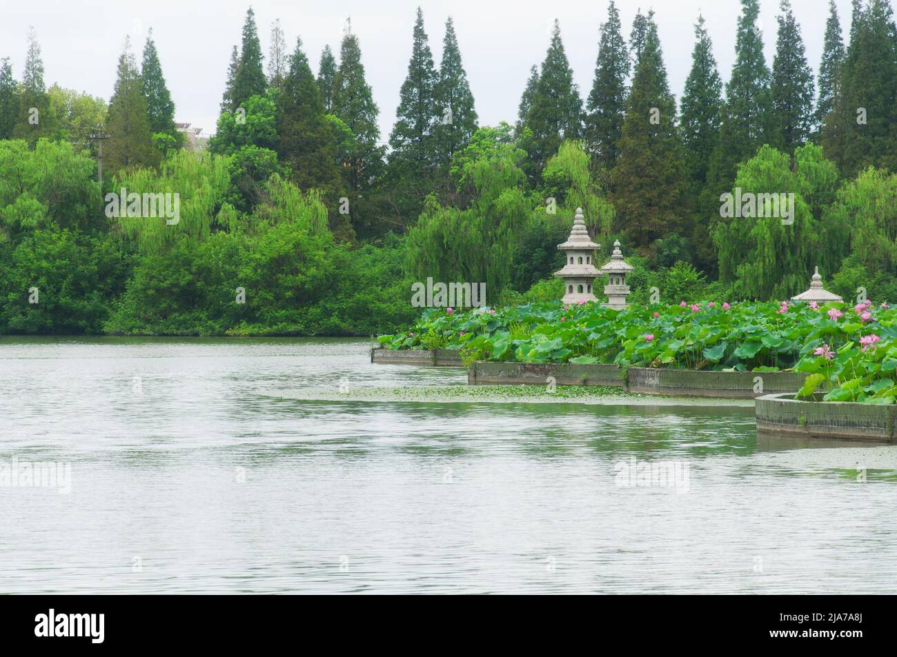 a beautiful lotus garden within the jingshan temple scenic area in ...