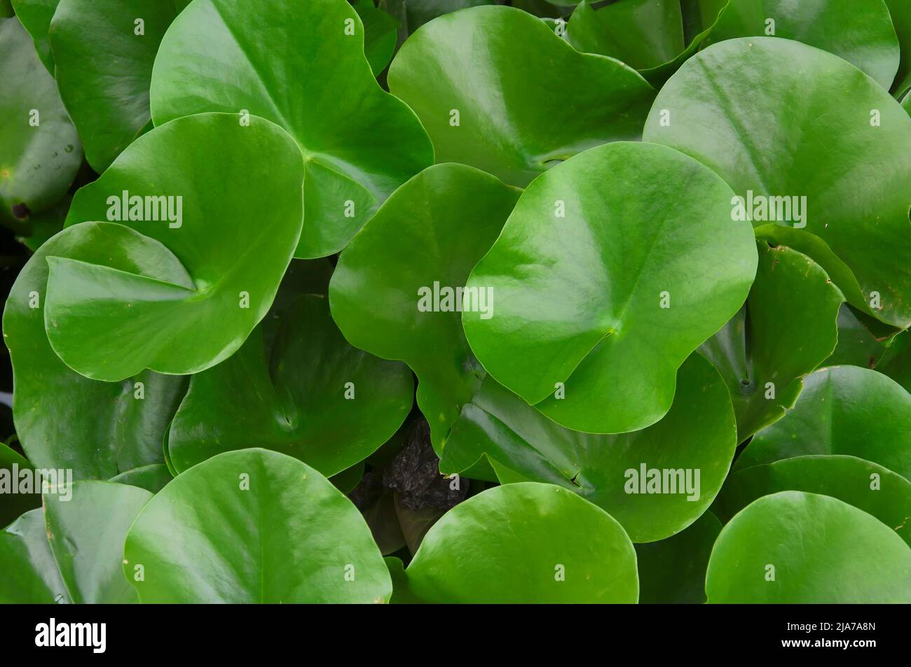 Green water hyacinth leaves, pontederia crassipes in a water pond in ...