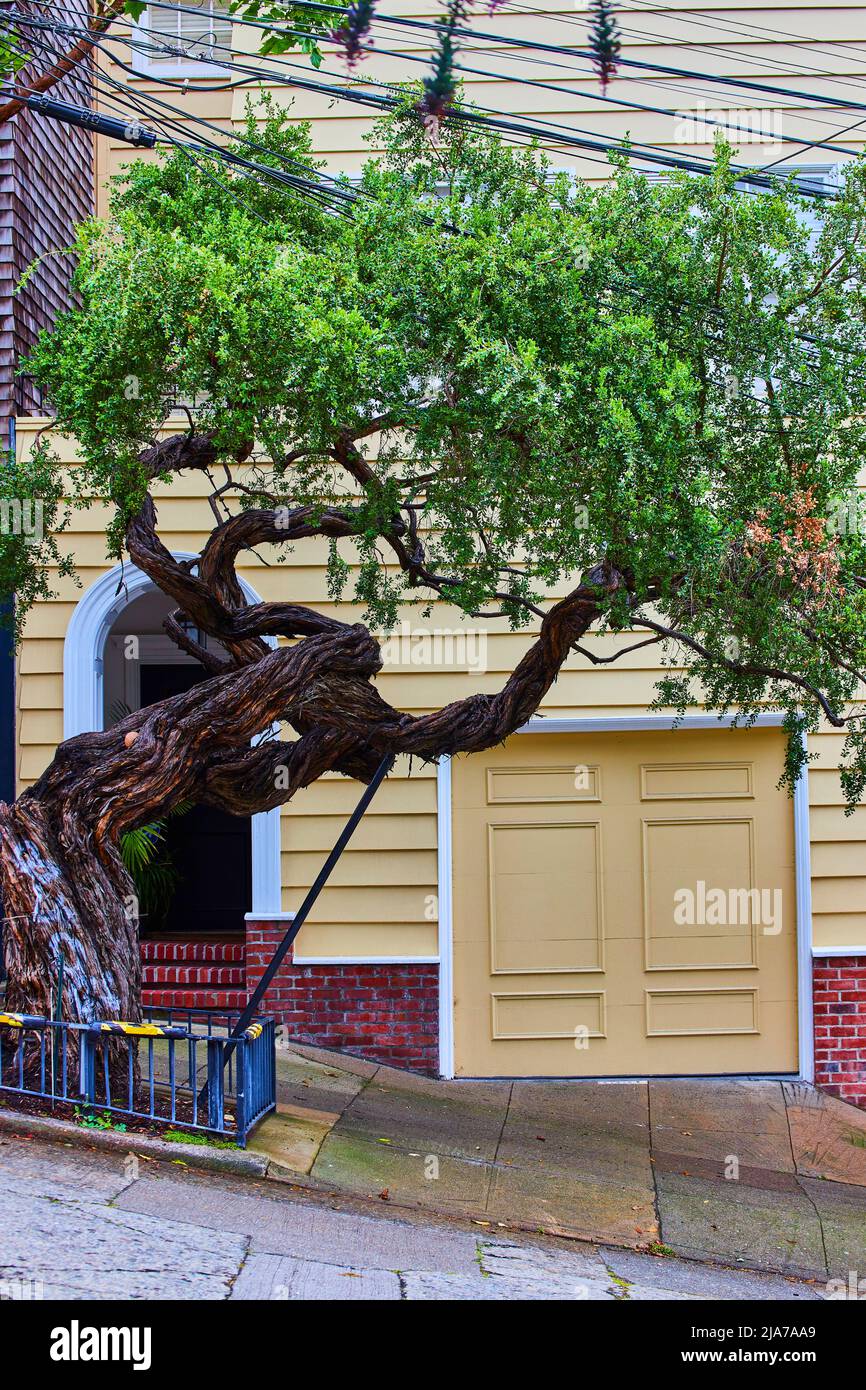 House building tree door hi-res stock photography and images - Alamy