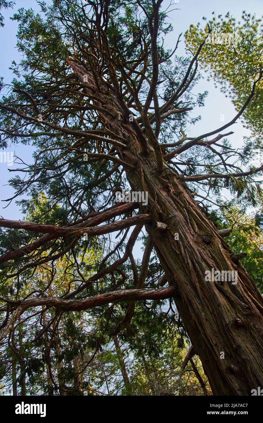 Detail of pine tree with many empty branches looking up Stock Photo - Alamy