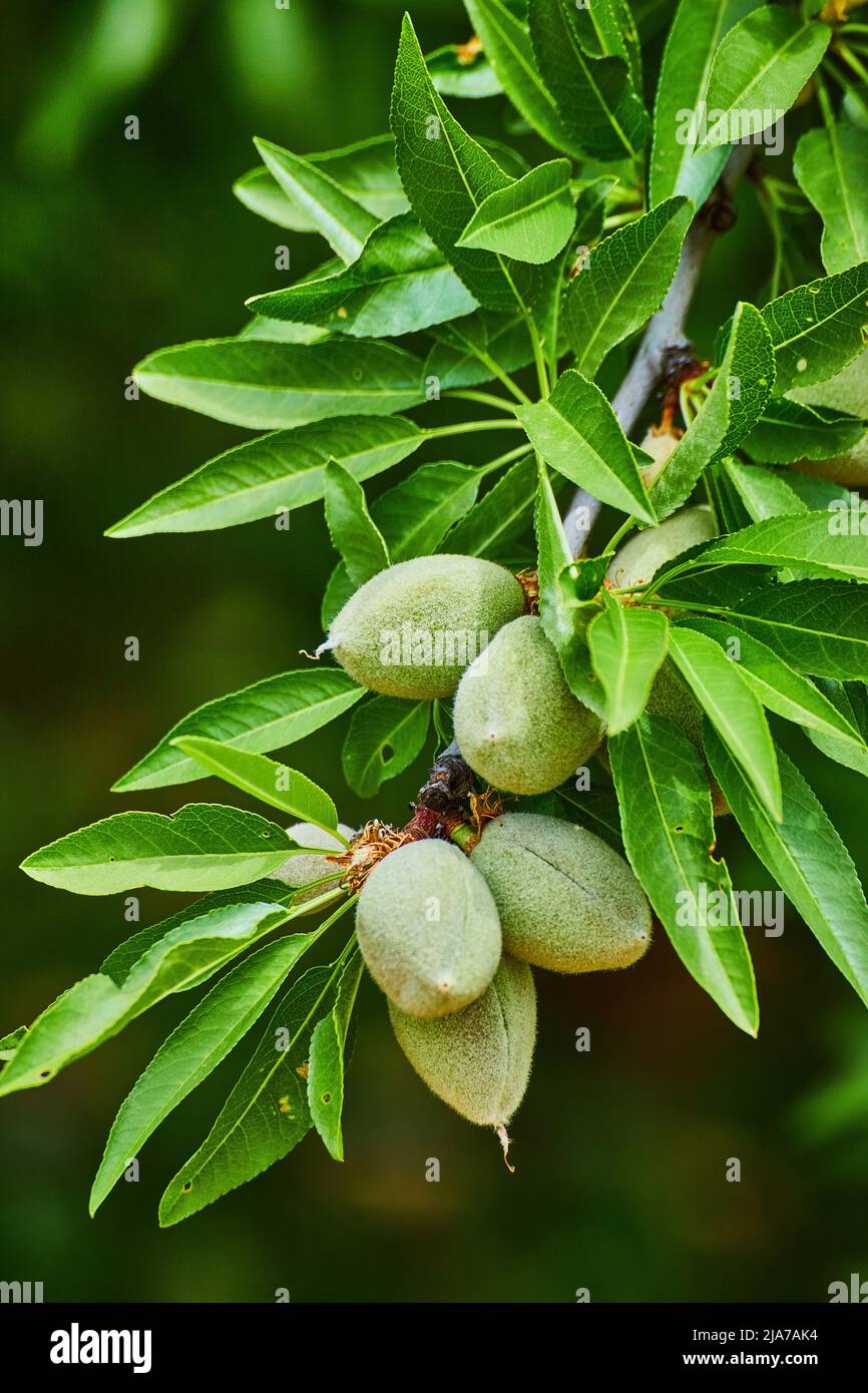 Detail of almond tree branch with fruits Stock Photo - Alamy