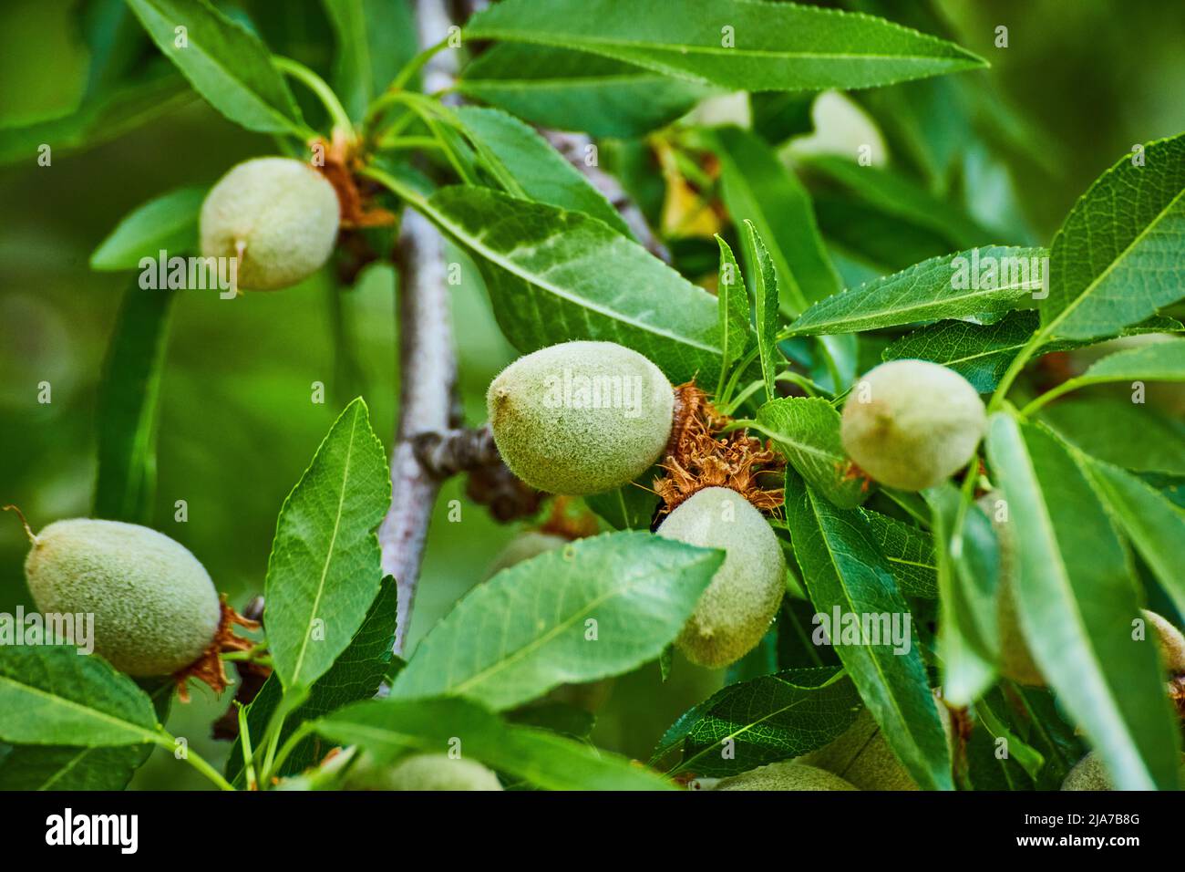 Almond tree fruits growing in spring Stock Photo - Alamy
