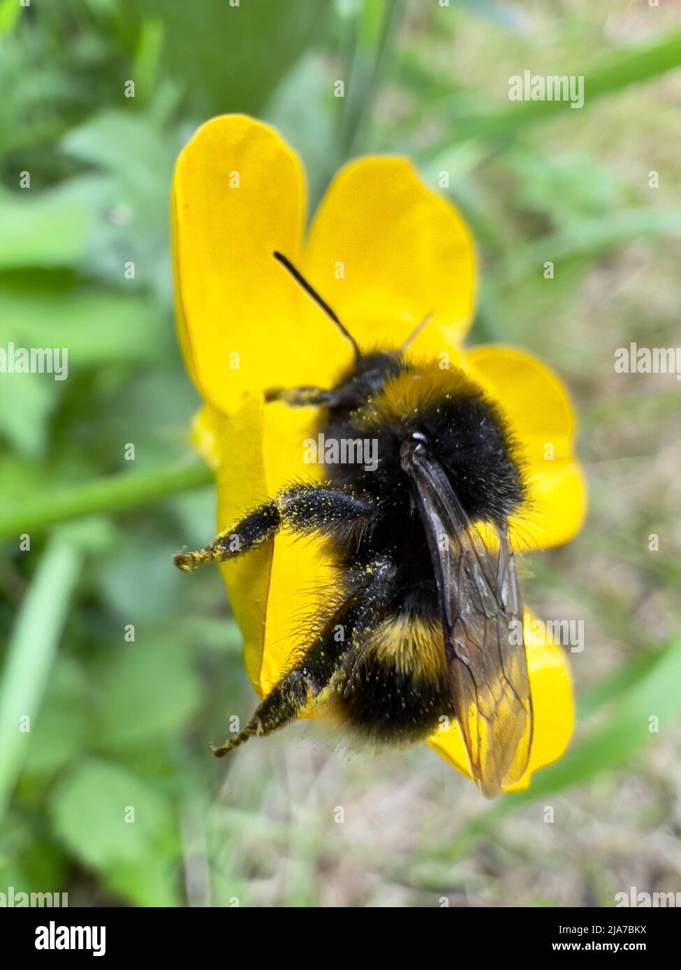 Bumblebee pollinating violet flower hi-res stock photography and images ...