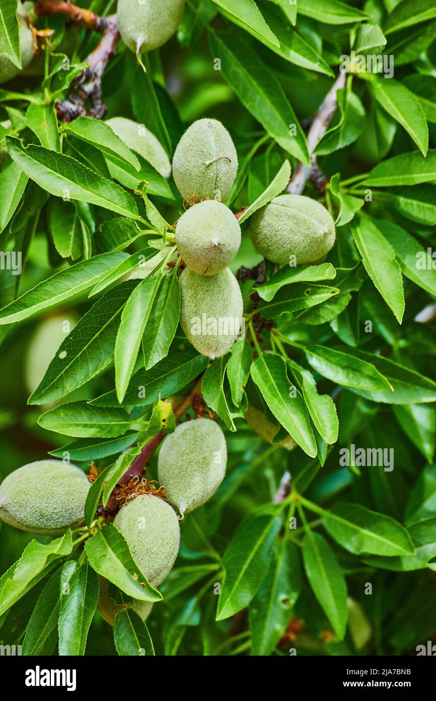 Almond fruits growing in spring on farm Stock Photo - Alamy