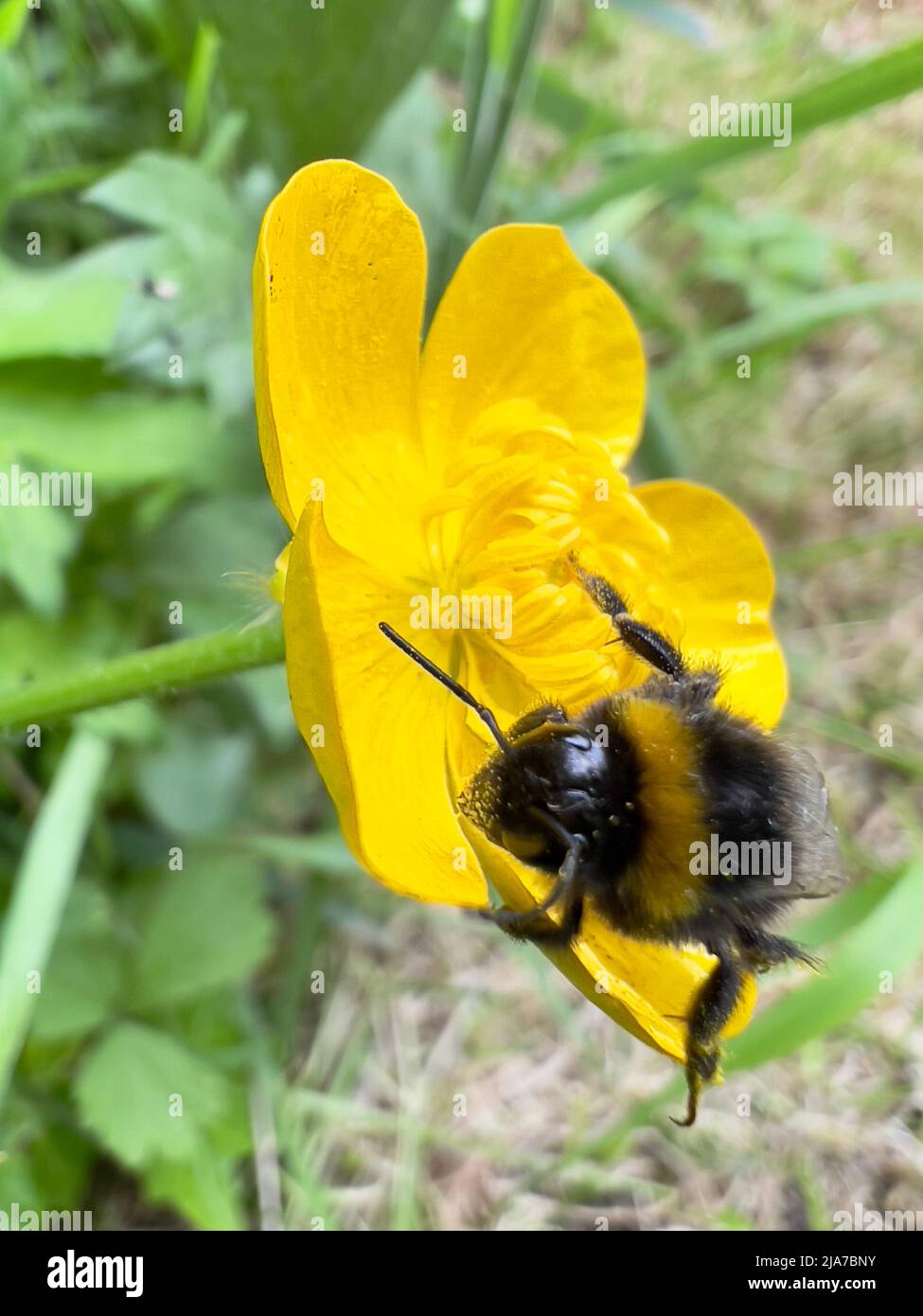 Bumblebee pollinating violet flower hi-res stock photography and images ...