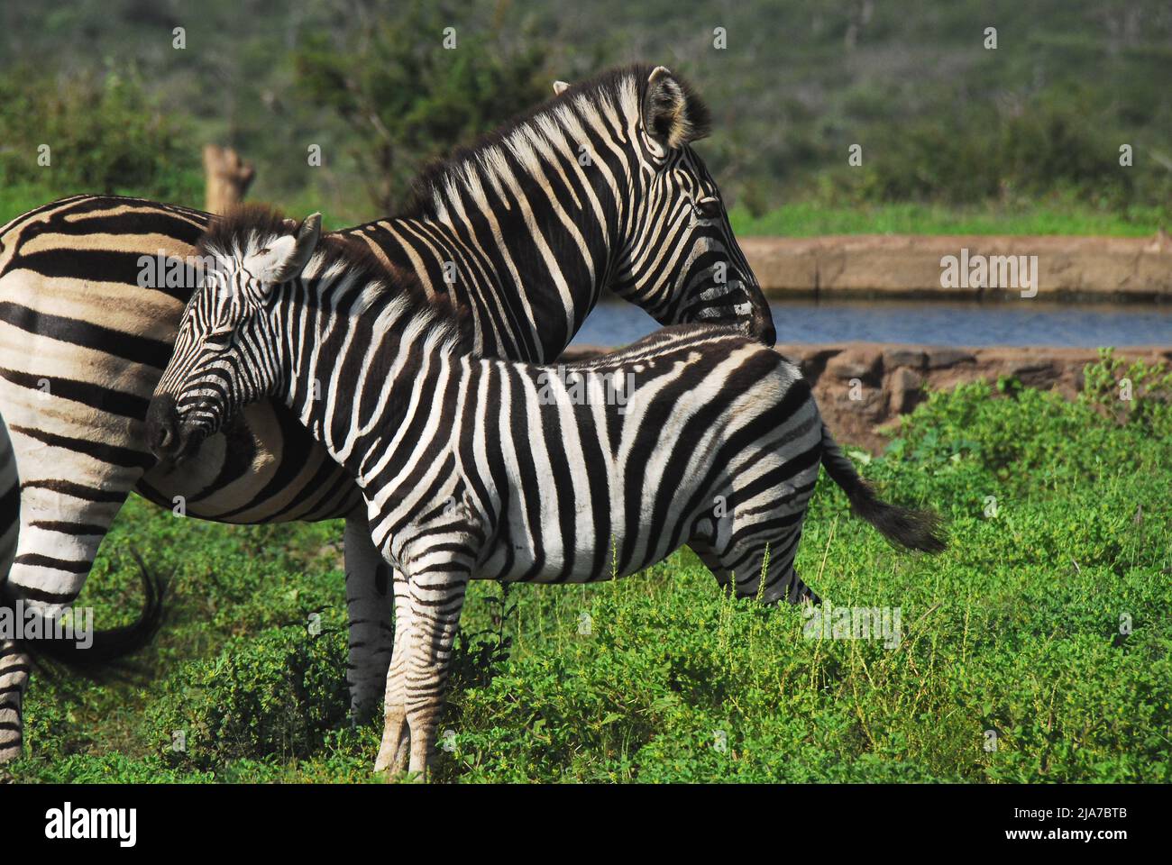 Close up portrait of a wild mother Zebra standing very close to her ...