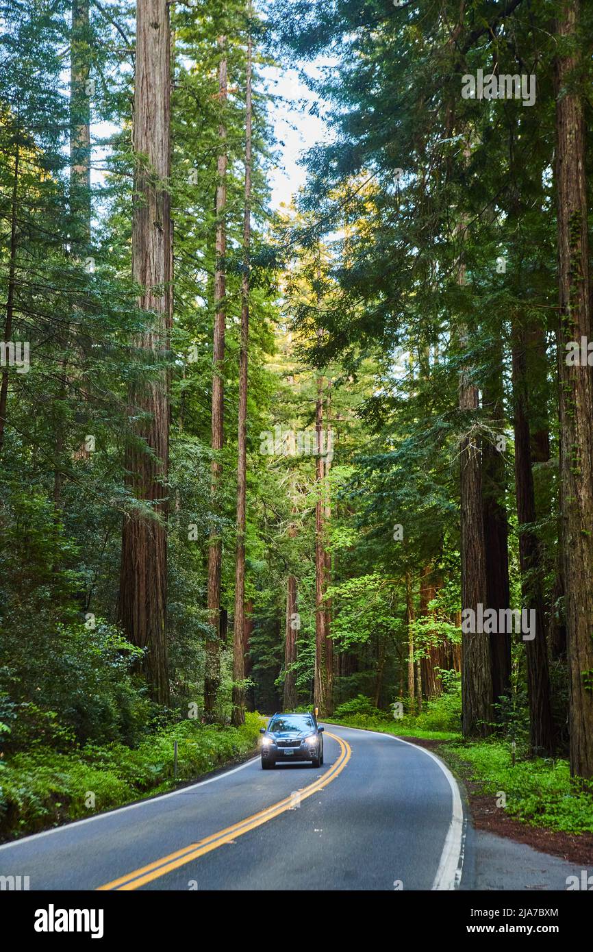 Curving road surrounded trees hi-res stock photography and images - Alamy