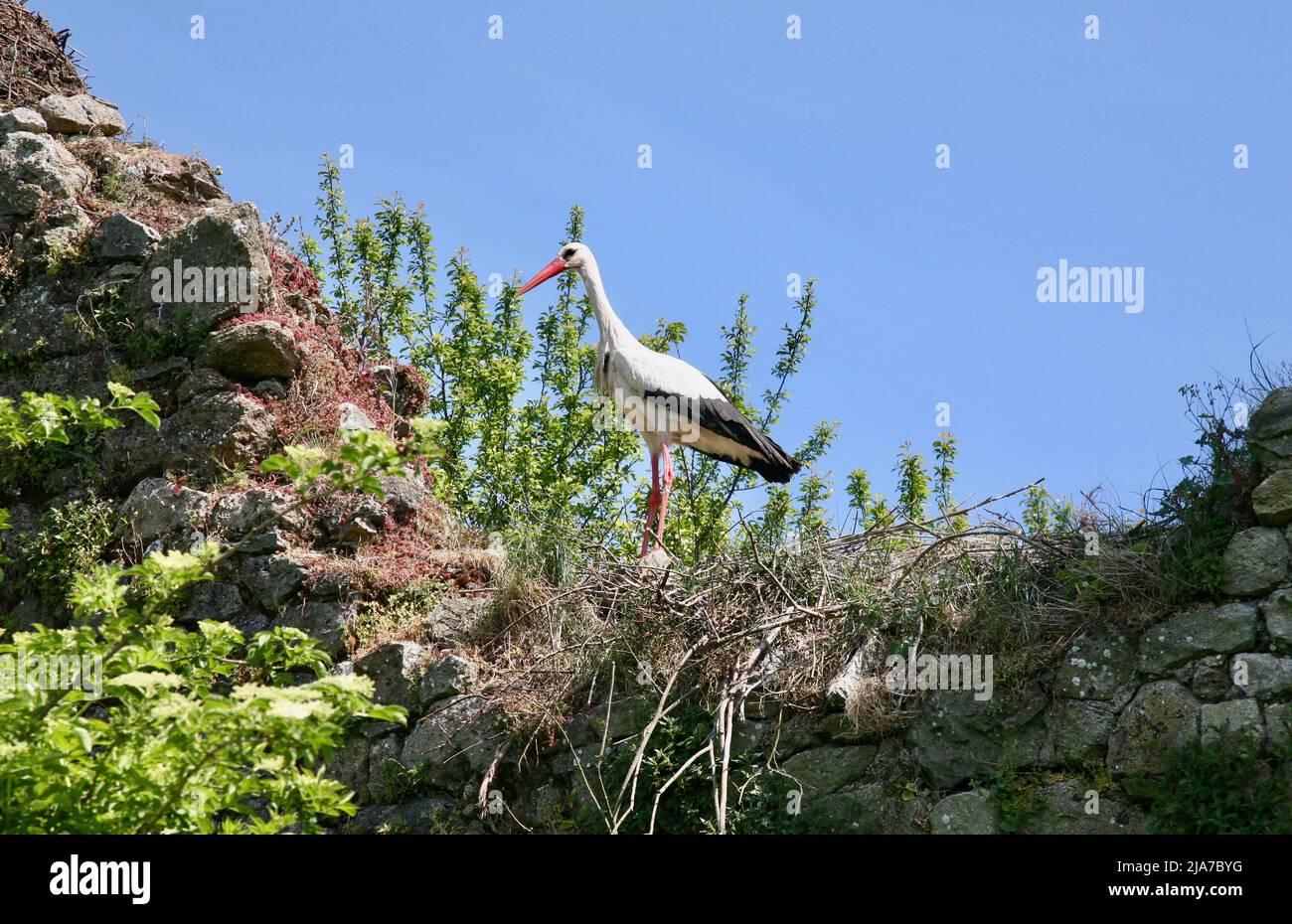 Naevus simplex hi-res stock photography and images - Alamy