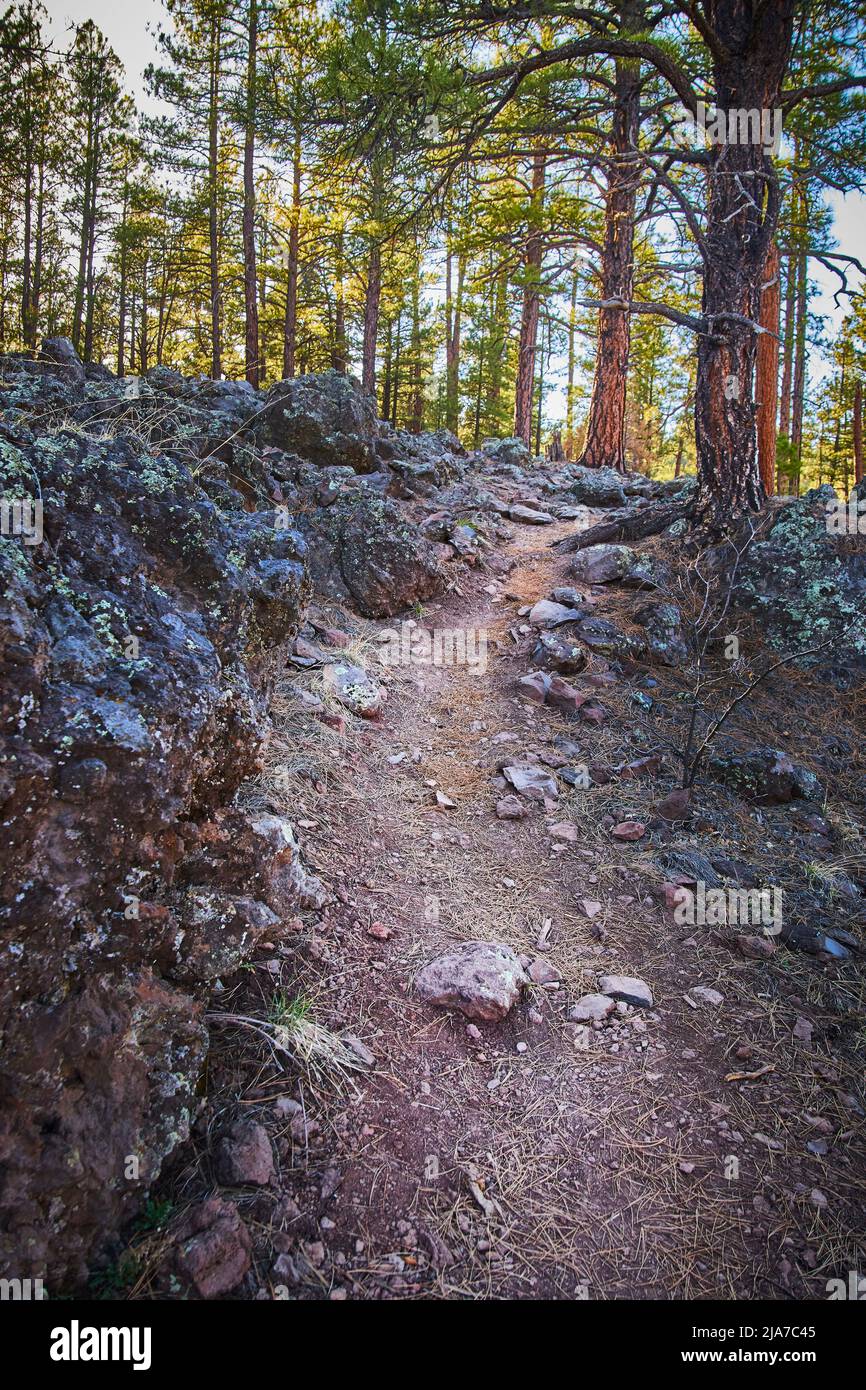 Beech tree in stone wall hi-res stock photography and images - Alamy