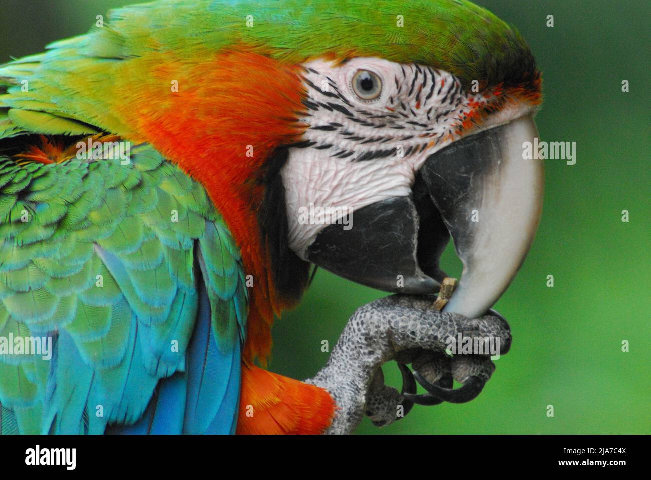 Extreme close up portrait of a beautifully colorful endangered Macaw ...
