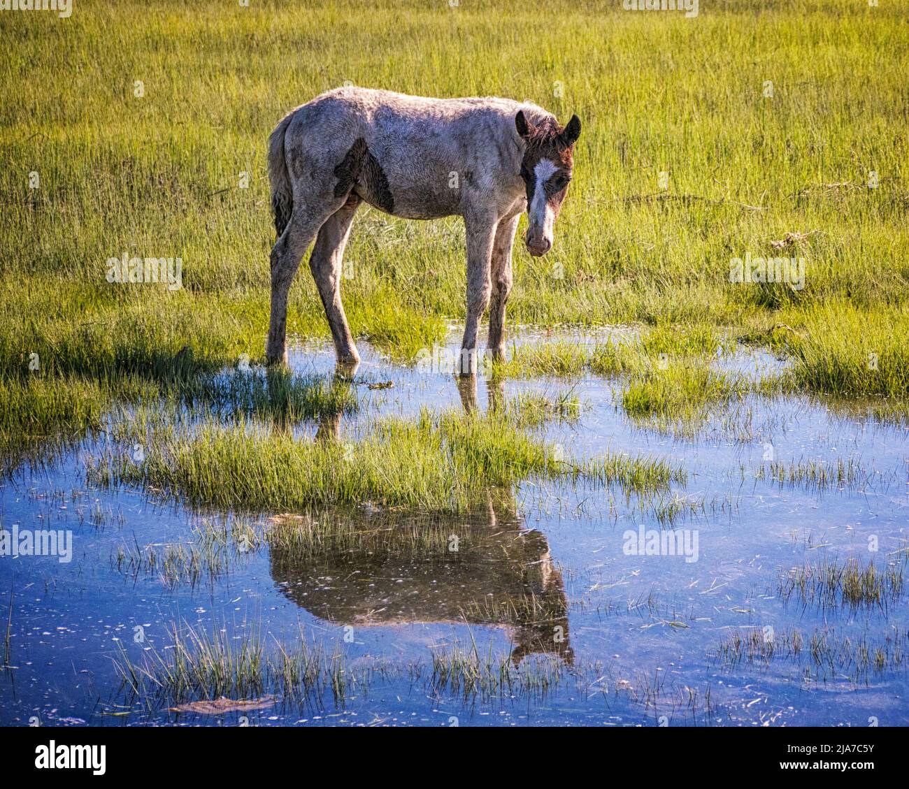Wild pony in Chincoteague, Virginia Stock Photo - Alamy