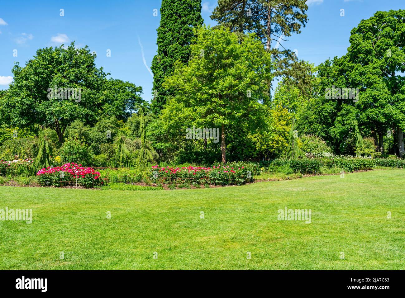 English garden in early summer, Surrey, UK Stock Photo - Alamy
