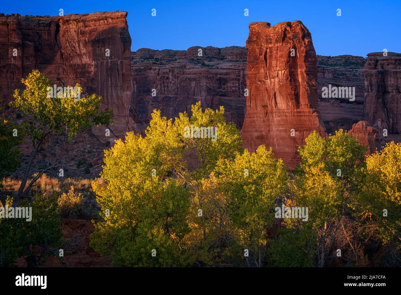 Autumn sunrise over the red rocks and cottonwood trees of Arches ...