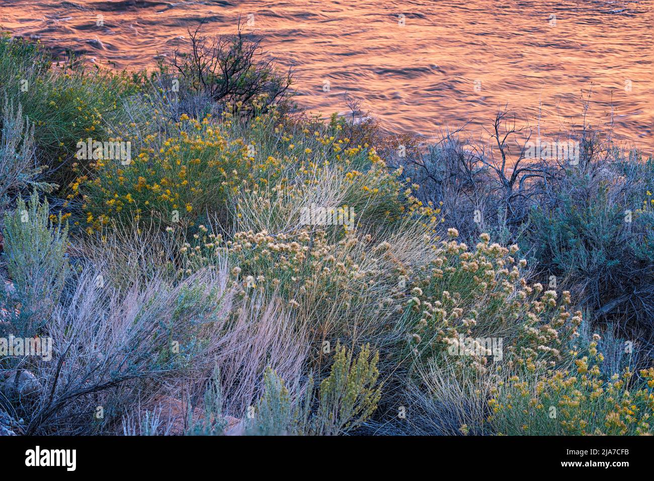 Diverse flora along the Colorado River near Moab, Utah Stock Photo - Alamy