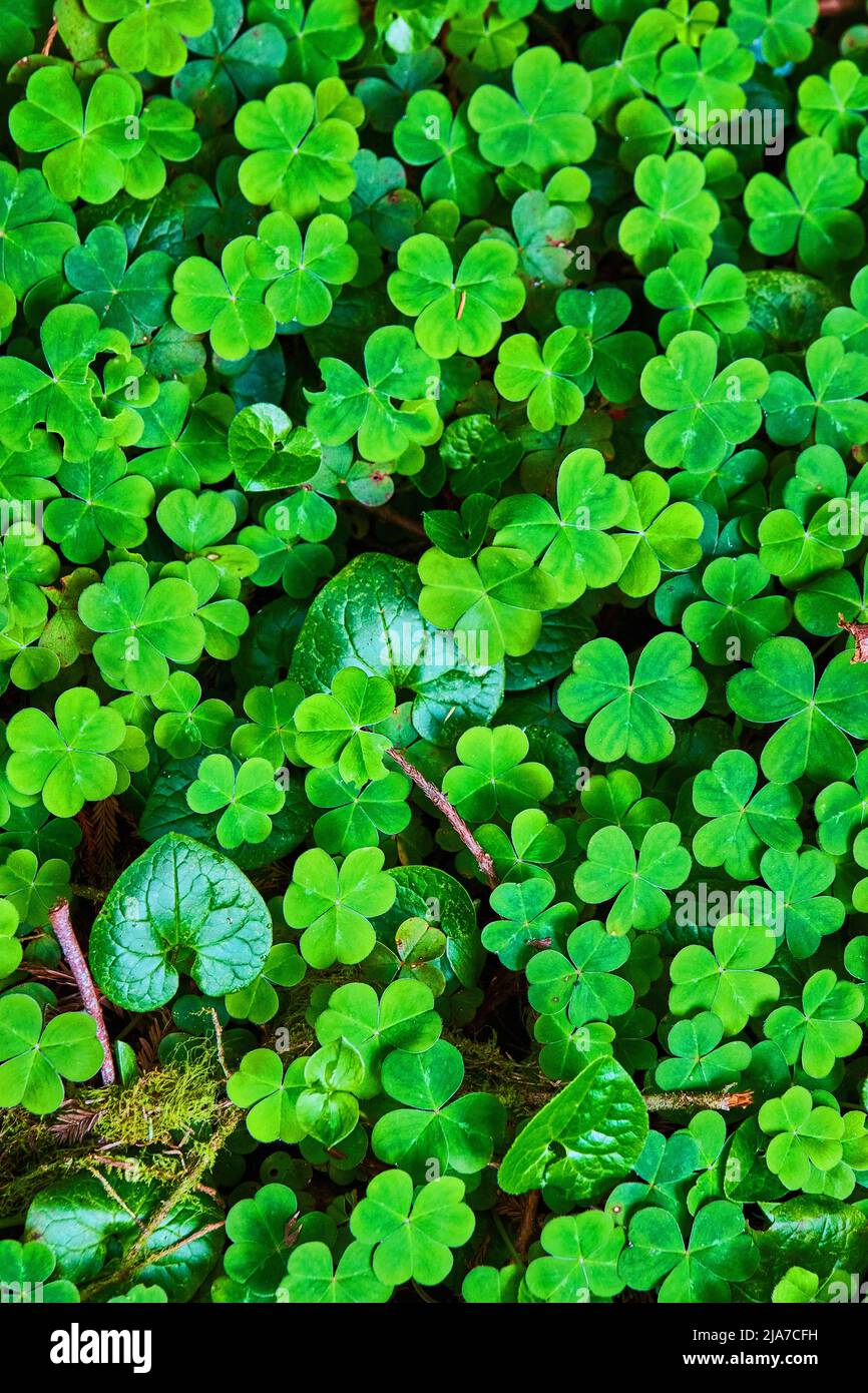 Forest floor texture covered in lush green clovers Stock Photo - Alamy
