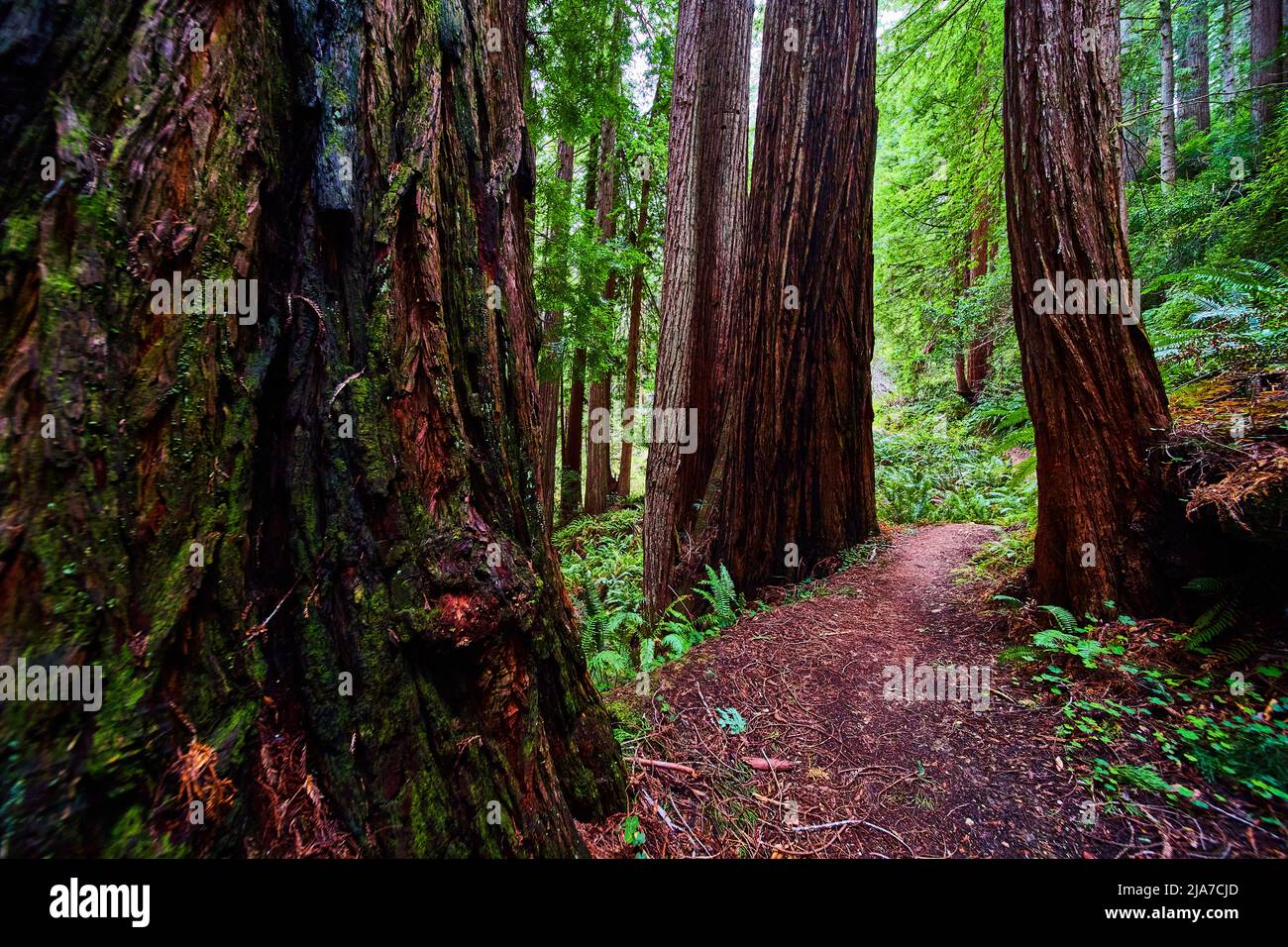 Hiking path winding around Redwood trees in forest Stock Photo - Alamy