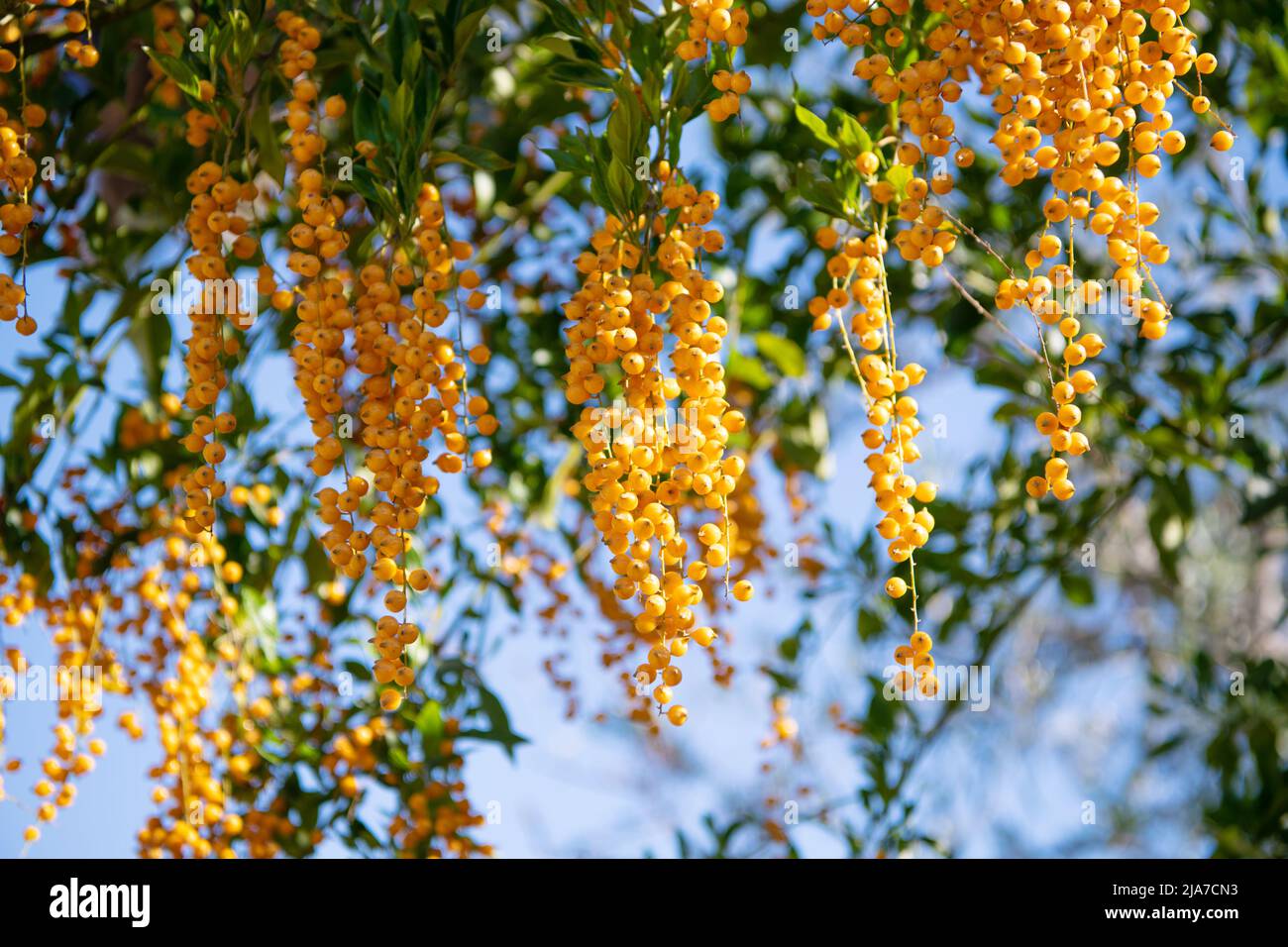 Duranta erecta yellow berries hanging from tree branches natural ...
