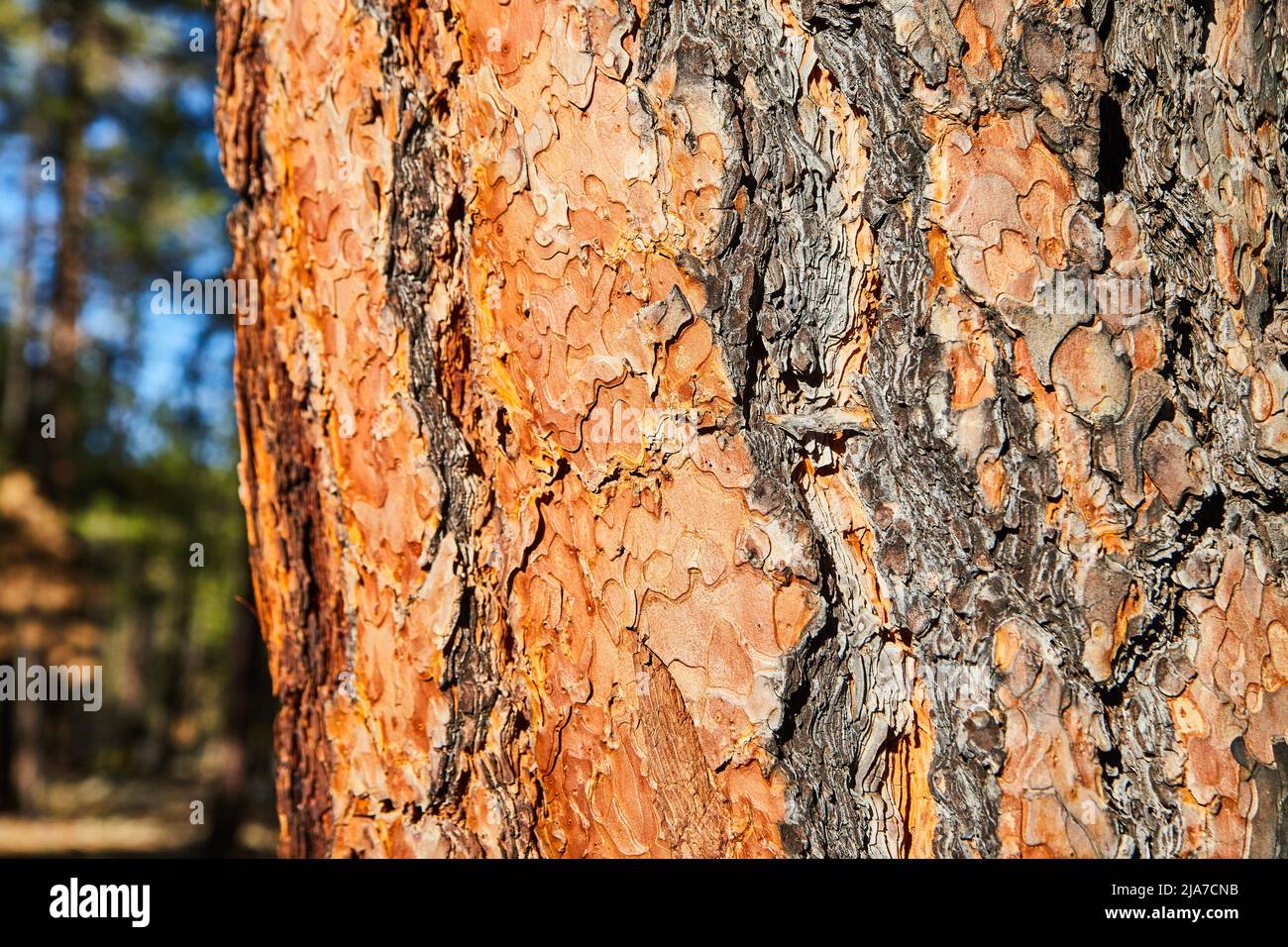Colorful pine tree bark detail Stock Photo - Alamy