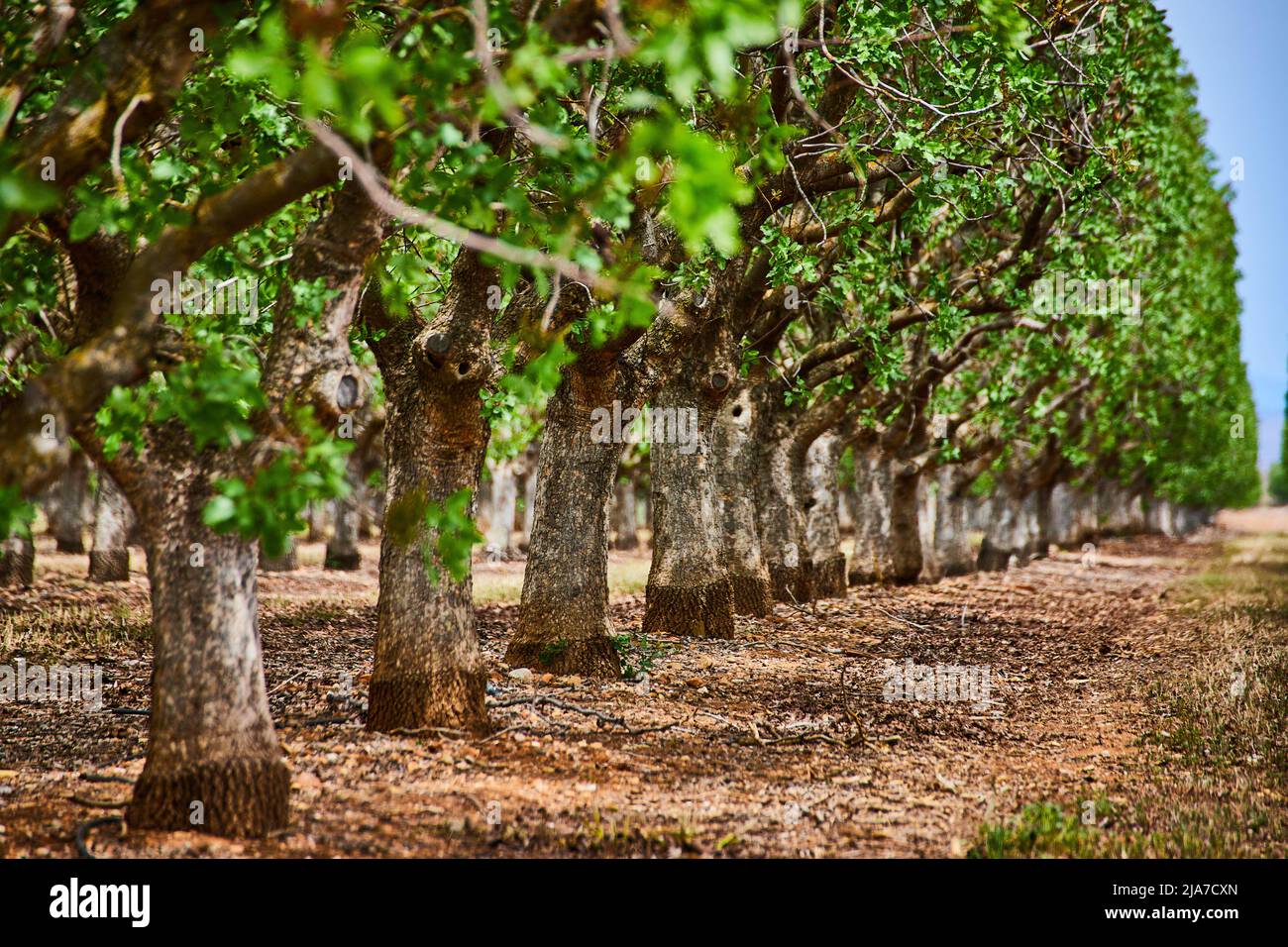 Detail of tree trunks in almond tree farm Stock Photo - Alamy