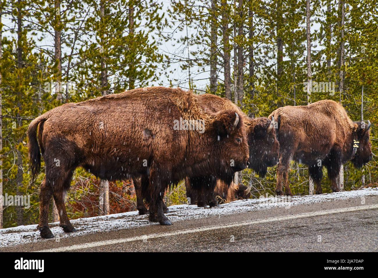 Group of bison walking along road in Yellowstone Stock Photo - Alamy