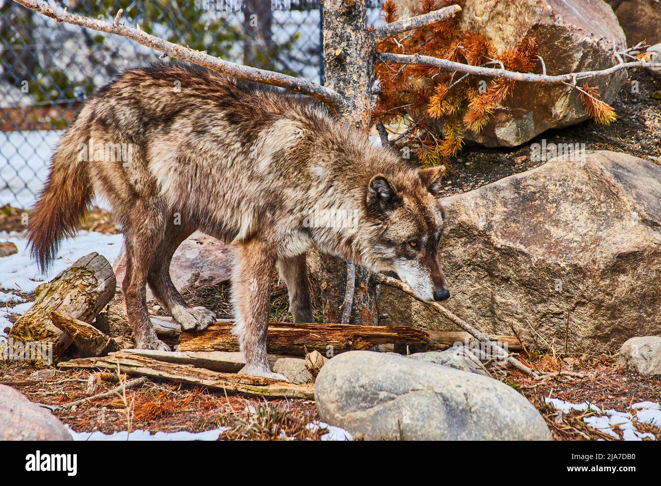 Dark Brown Female Wolf