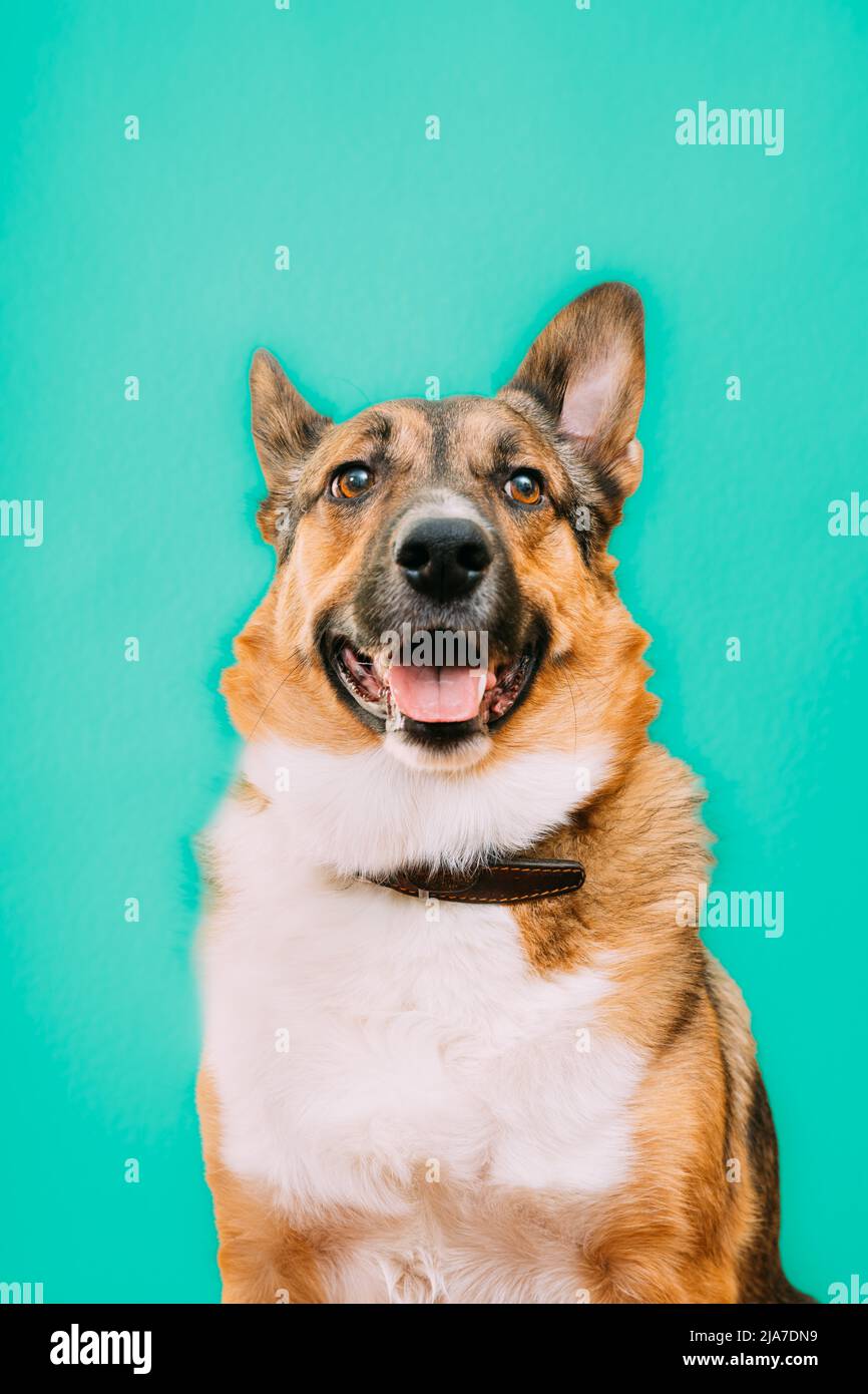 Portrait of funny mixed-breed mongrel dog with open mouth, sticking out ...