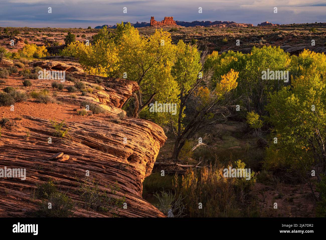 Autumn cottonwoods and red rocks of Arches National Park in Utah Stock ...
