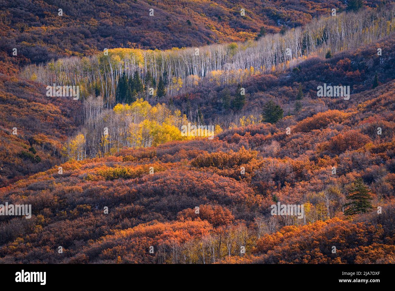 Autumn color in the La Sal Mountains of Utah Stock Photo - Alamy