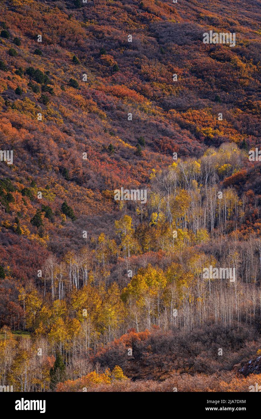 Autumn color in the La Sal Mountains of Utah Stock Photo - Alamy