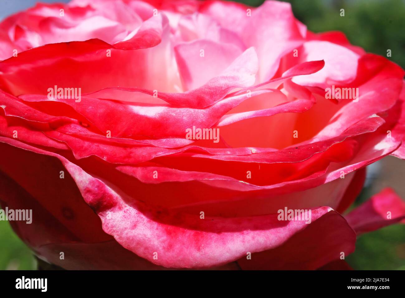 Macro closeup of beautiful one single soft red, pink and white rose ...