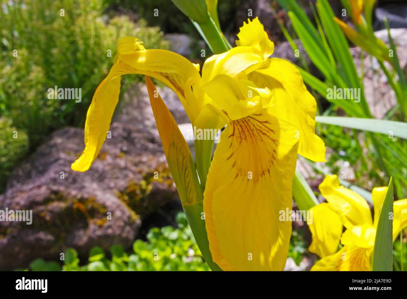 Swamp iris hi-res stock photography and images - Alamy