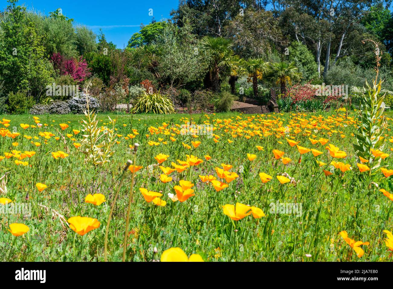 English garden in early summer, Surrey, UK Stock Photo - Alamy
