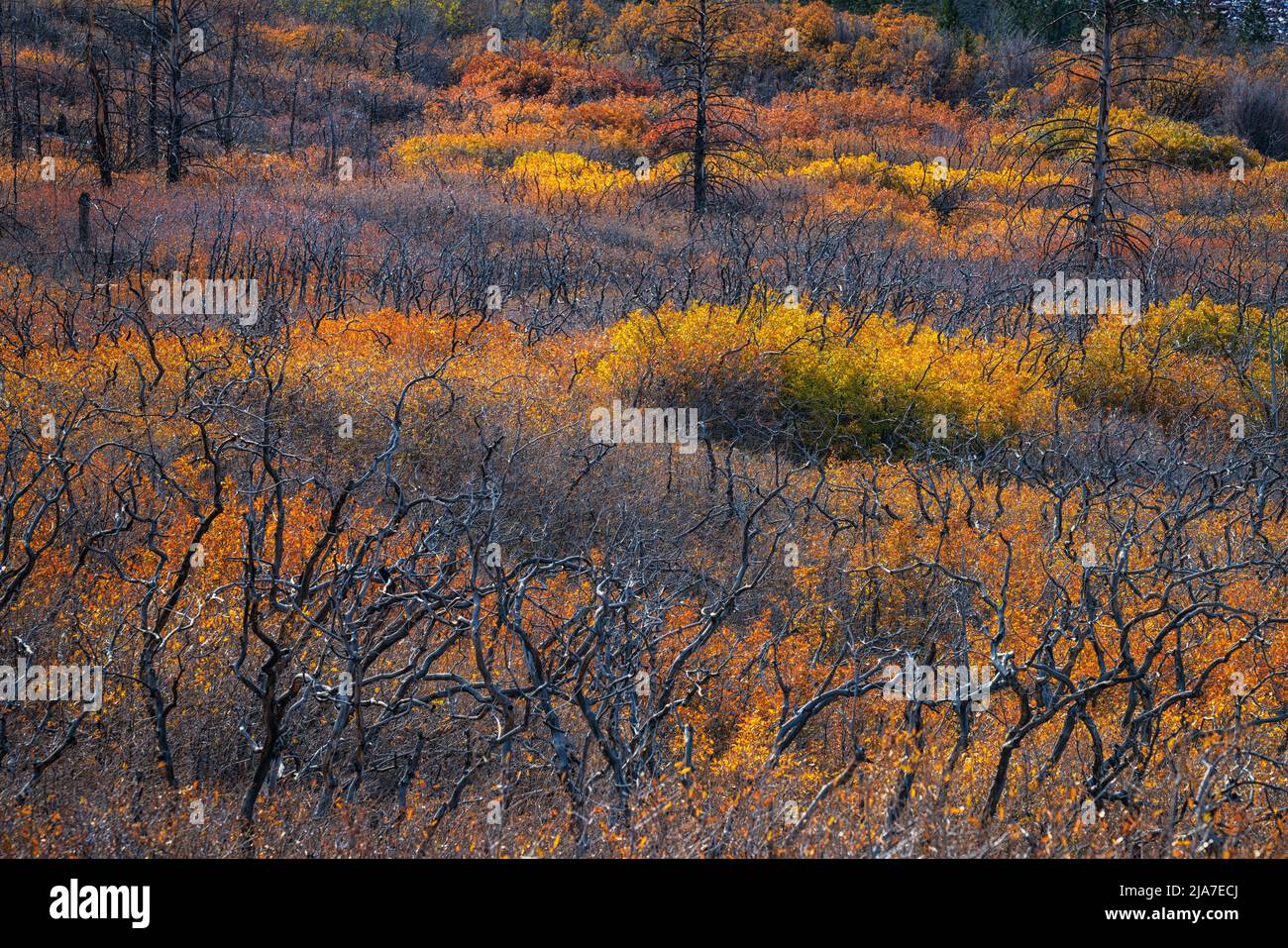 Autumn color in the La Sal Mountains near Moab, Utah Stock Photo - Alamy