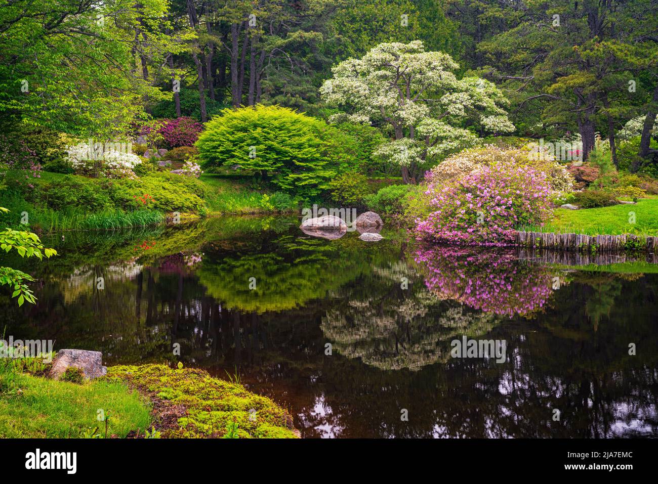 Azalea dessert hi-res stock photography and images - Alamy