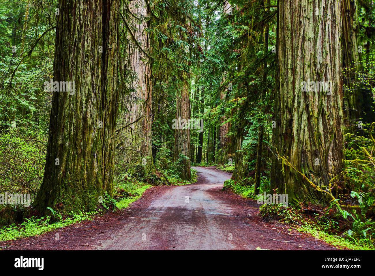 Plant redwoods hi-res stock photography and images - Alamy
