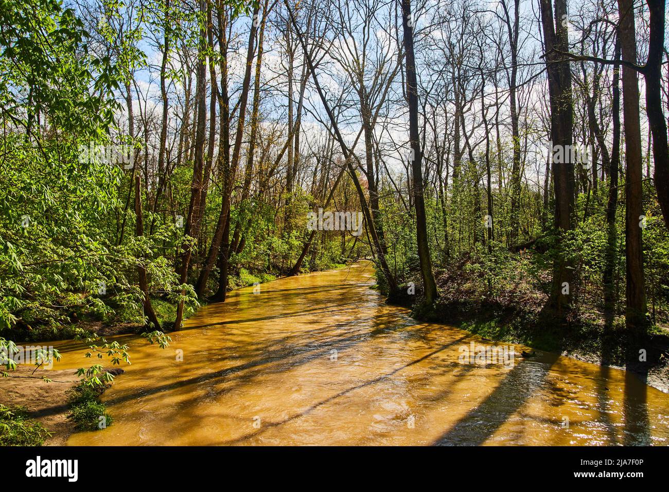 Indiana the woods in spring hi-res stock photography and images - Alamy