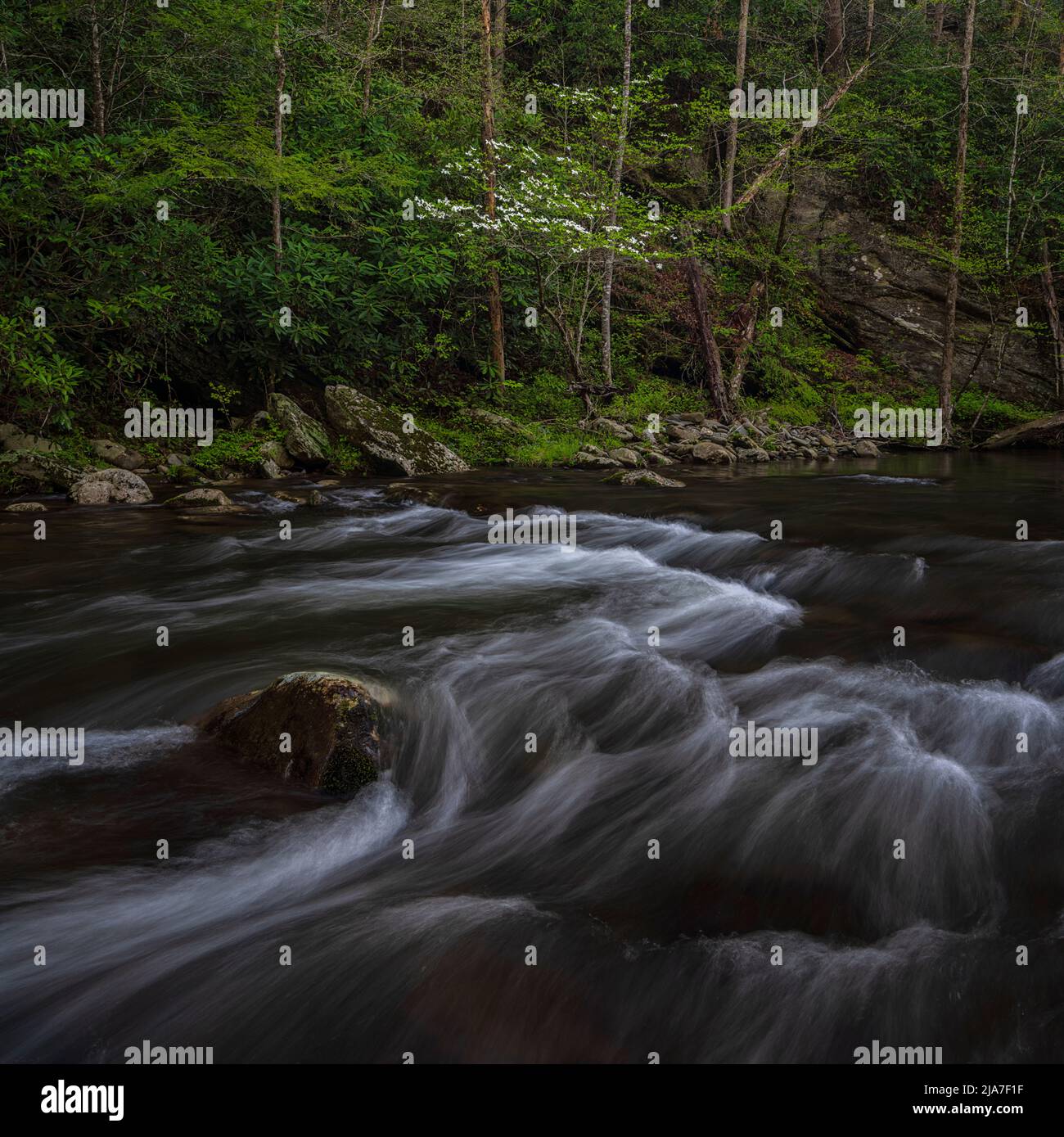 Springtime in the Tremont Section of Great Smoky Mountains National ...