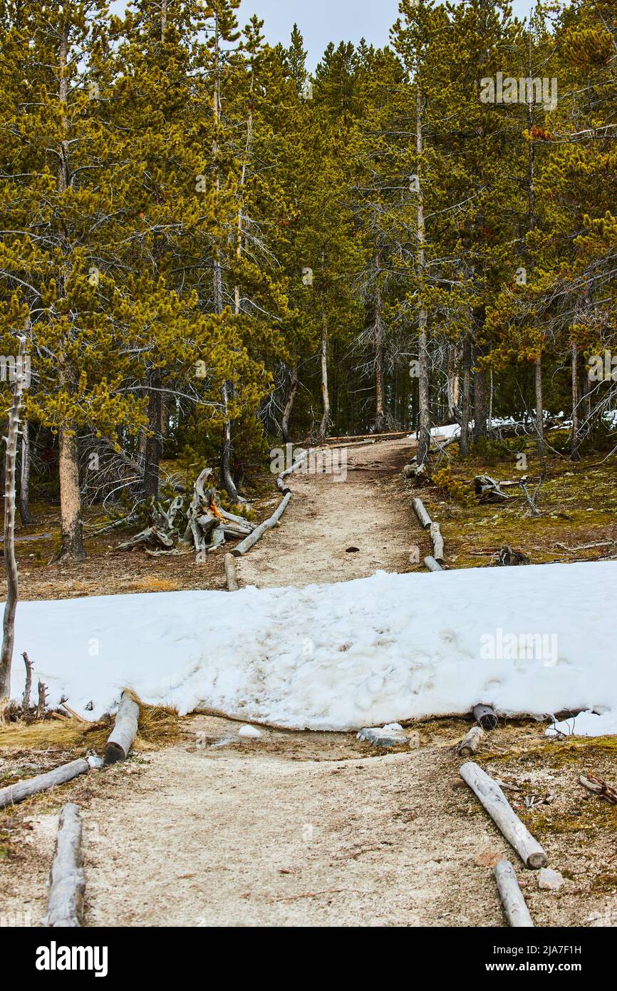 Hiking trail covered with strip of large snow in pine tree forest Stock ...