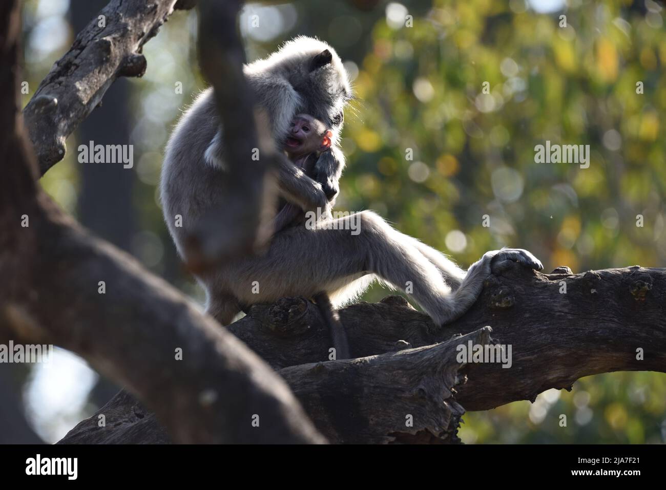 Primarily herbivores hi-res stock photography and images - Alamy