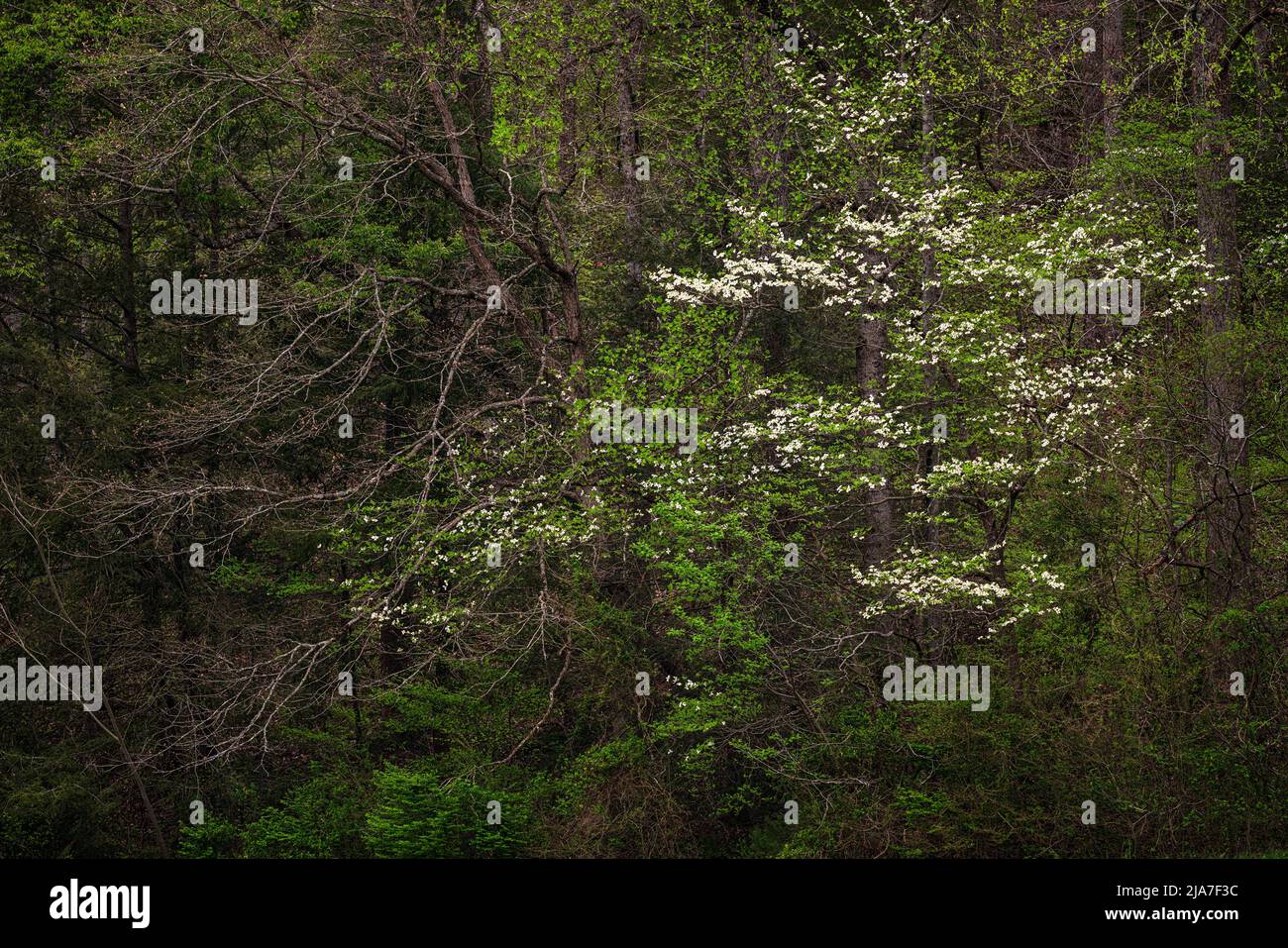Spring Dogwoods in Great Smoky Mountain National Park Stock Photo - Alamy