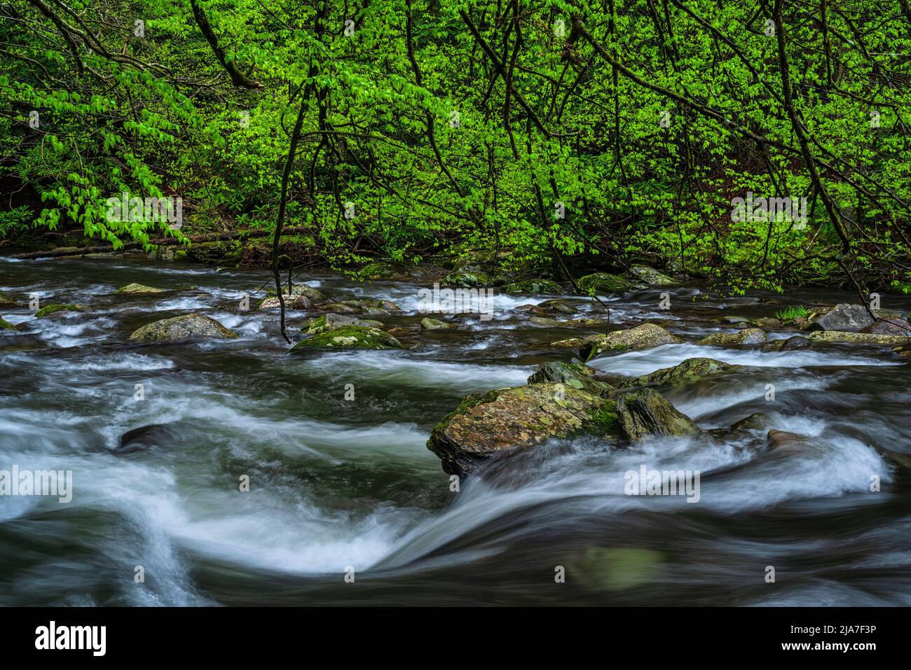 Springtime in the Tremont Section of Great Smoky Mountains National ...