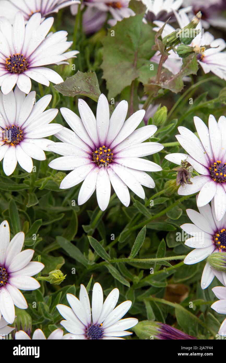 Osteospermum, daisybushes or African daisies, South African daisy in ...