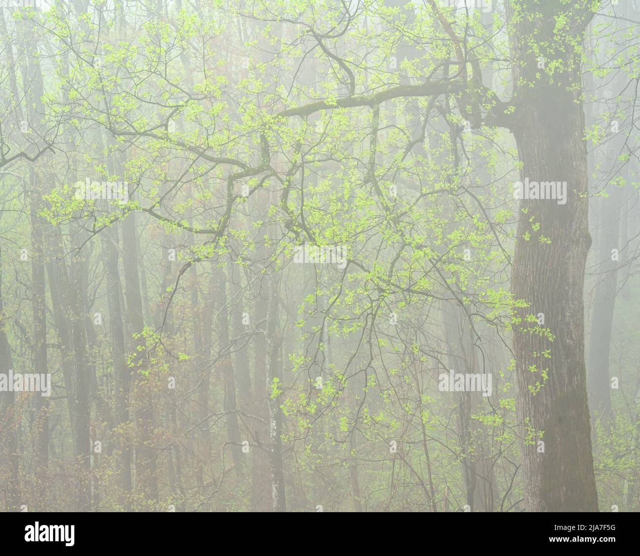 Spring foliage in mist in Great Smoky Mountain National Park, Tennessee ...