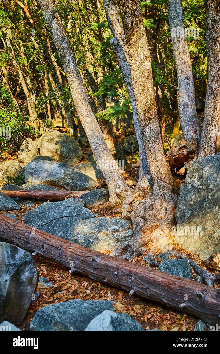 Cluster of trees growing over rocks in a forest Stock Photo - Alamy