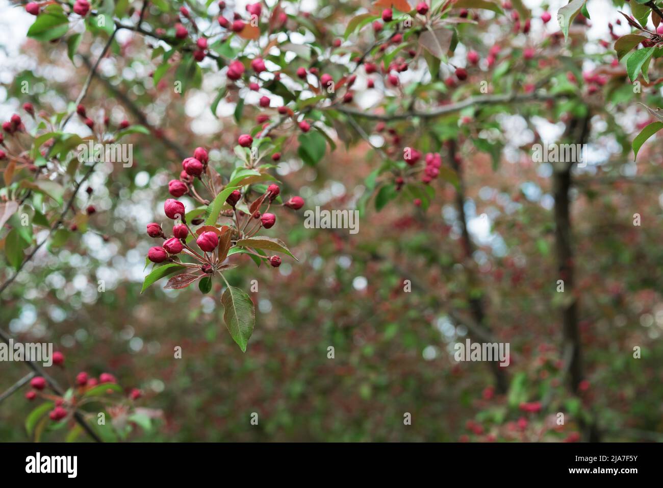 Red apple buds in the first days of springtime. Decorative red apple ...